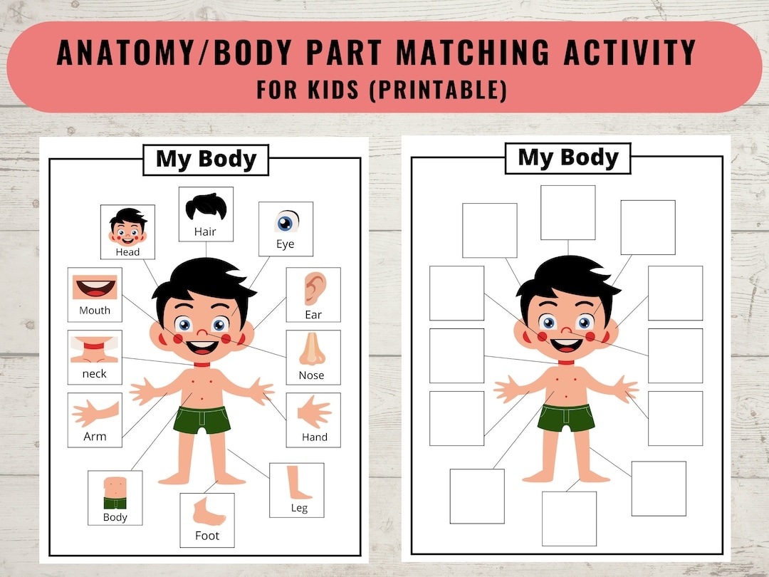 Human Body Worksheets For Kindergarten - Kindergarten Worksheets