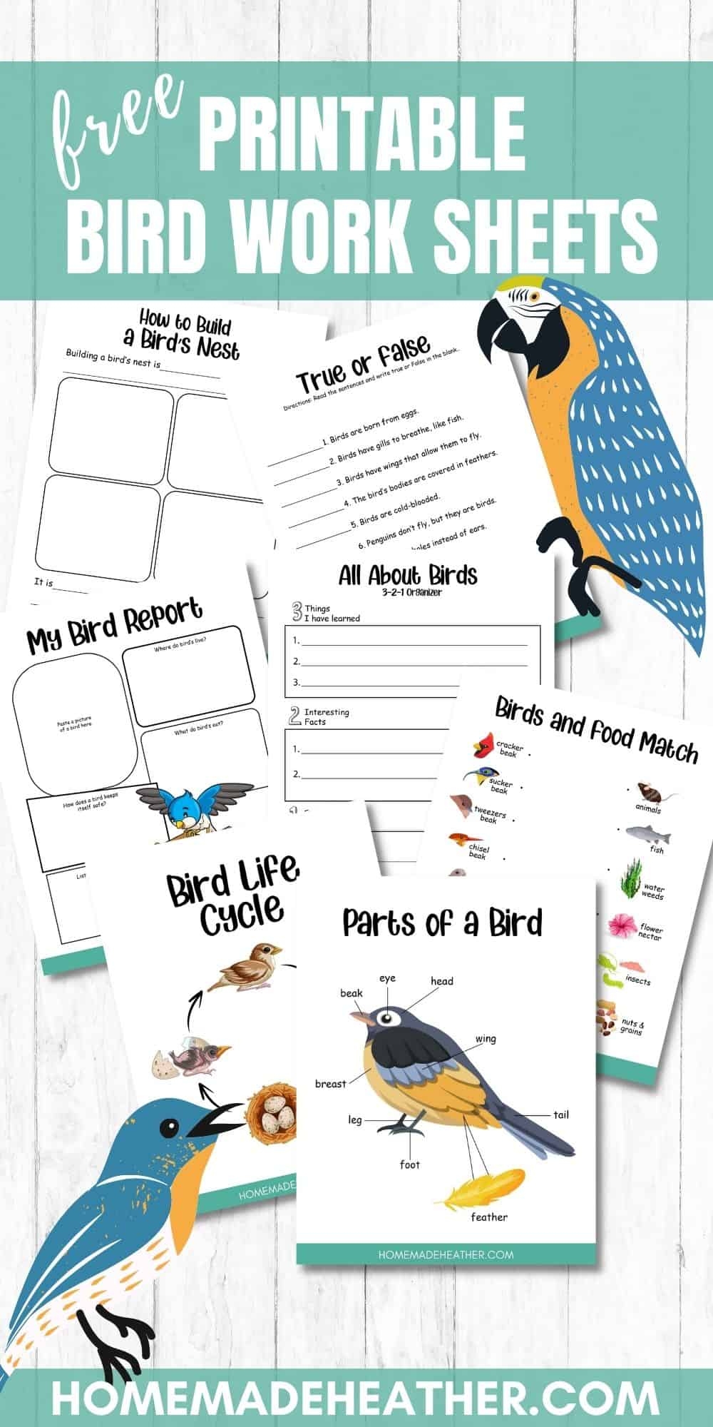 Birds Worksheet For Kindergarten Pdf - Kindergarten Worksheets