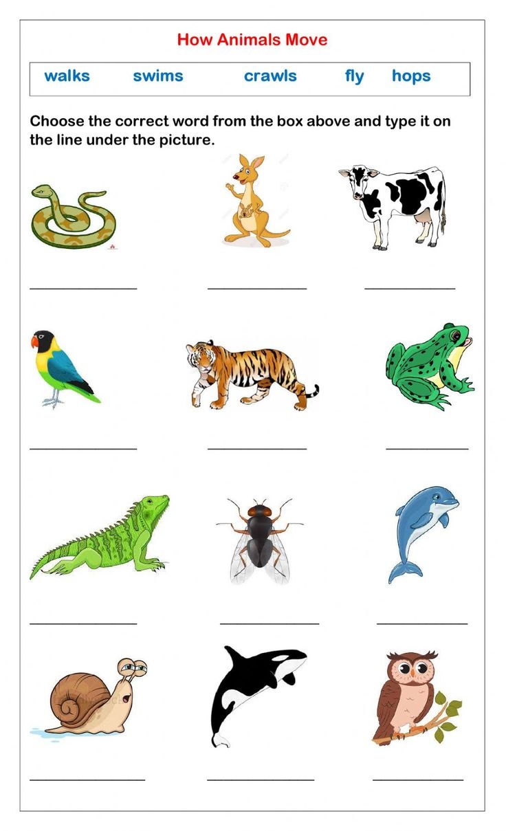 How Do Animals Move Worksheet For Kindergarten - Kindergarten Worksheets