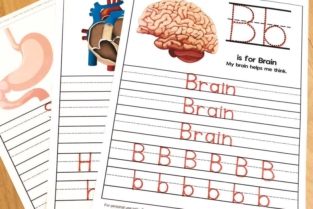 Human Body Worksheets For Kindergarten - Kindergarten Worksheets