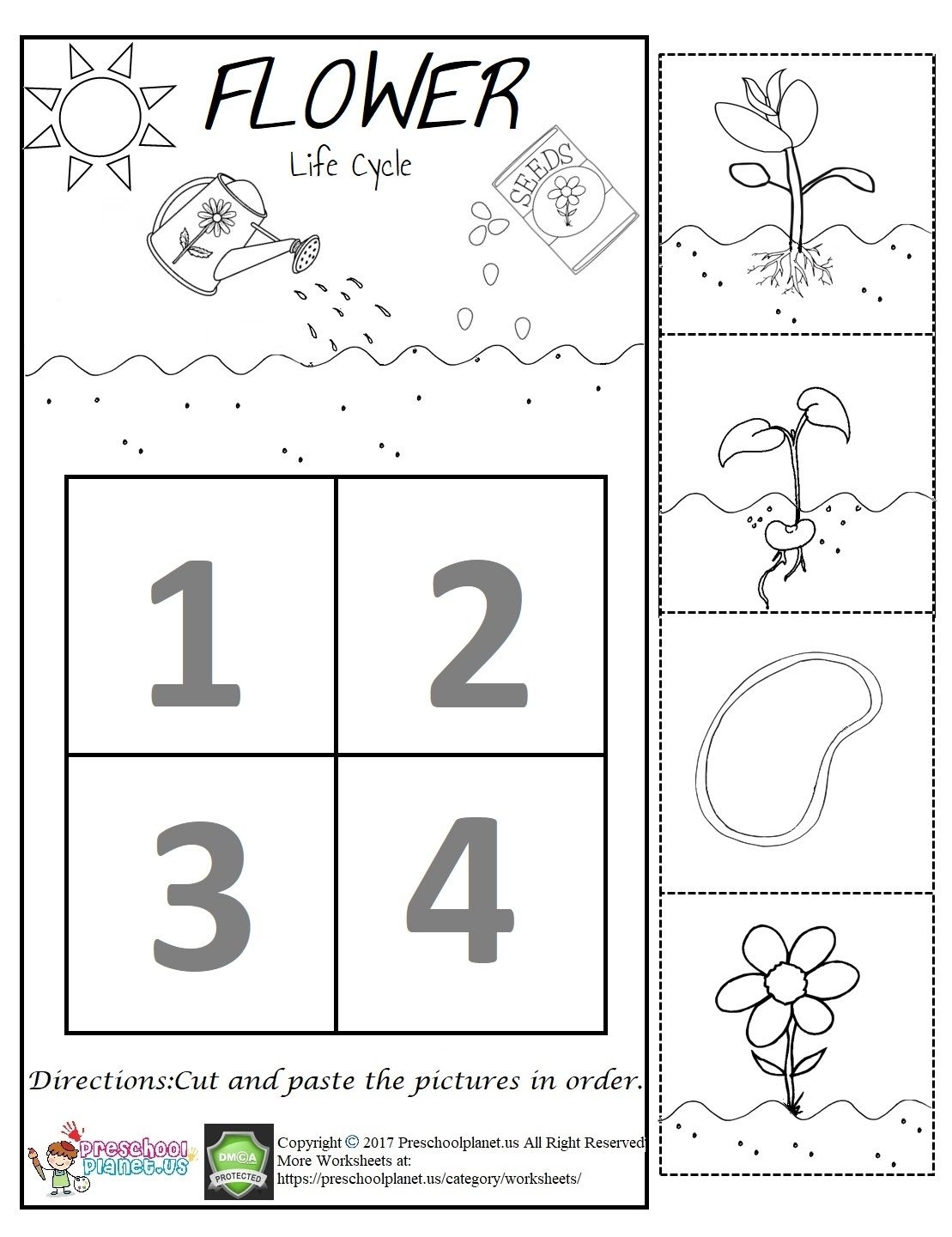 Life Cycle Of A Plant Kindergarten Worksheets - Kindergarten Worksheets