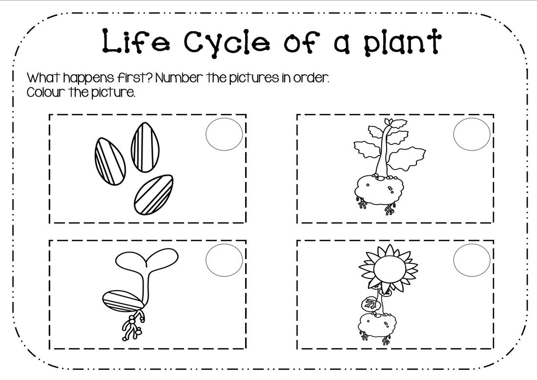 Life Cycle Of A Plant Kindergarten Worksheets - Kindergarten Worksheets