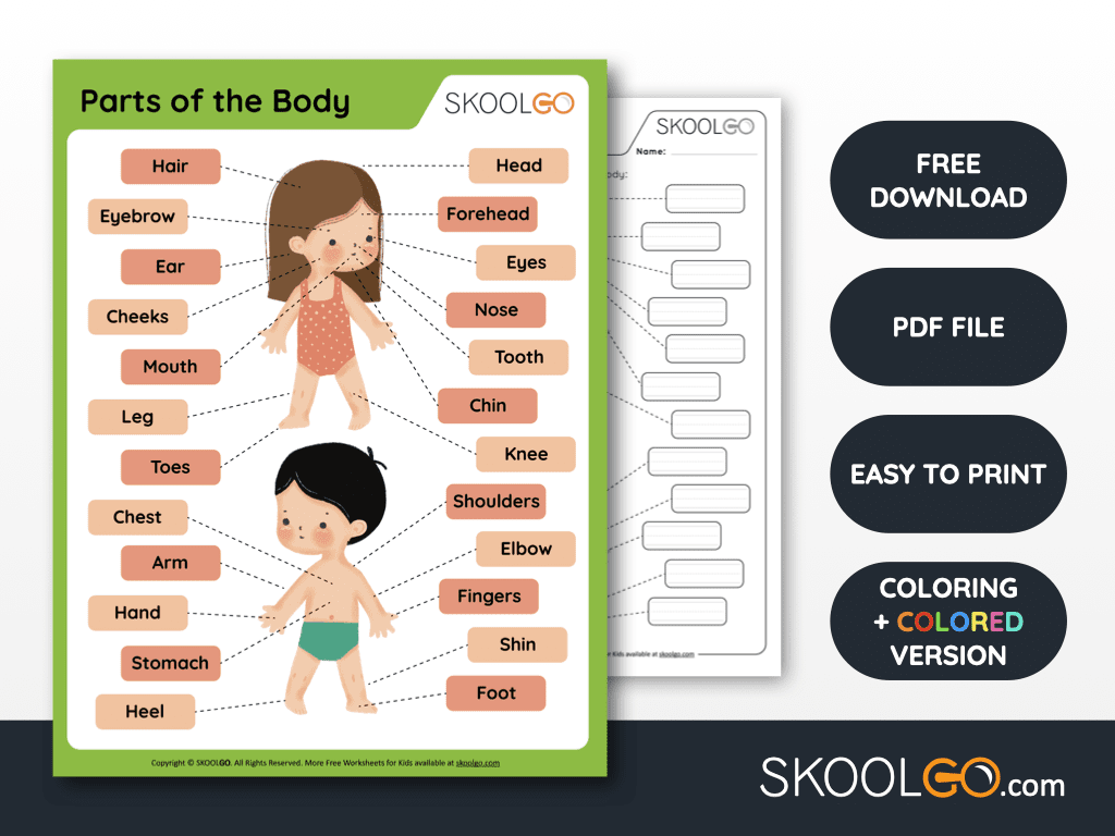 Free Printable Worksheets Kindergarten Body Parts - Kindergarten Worksheets