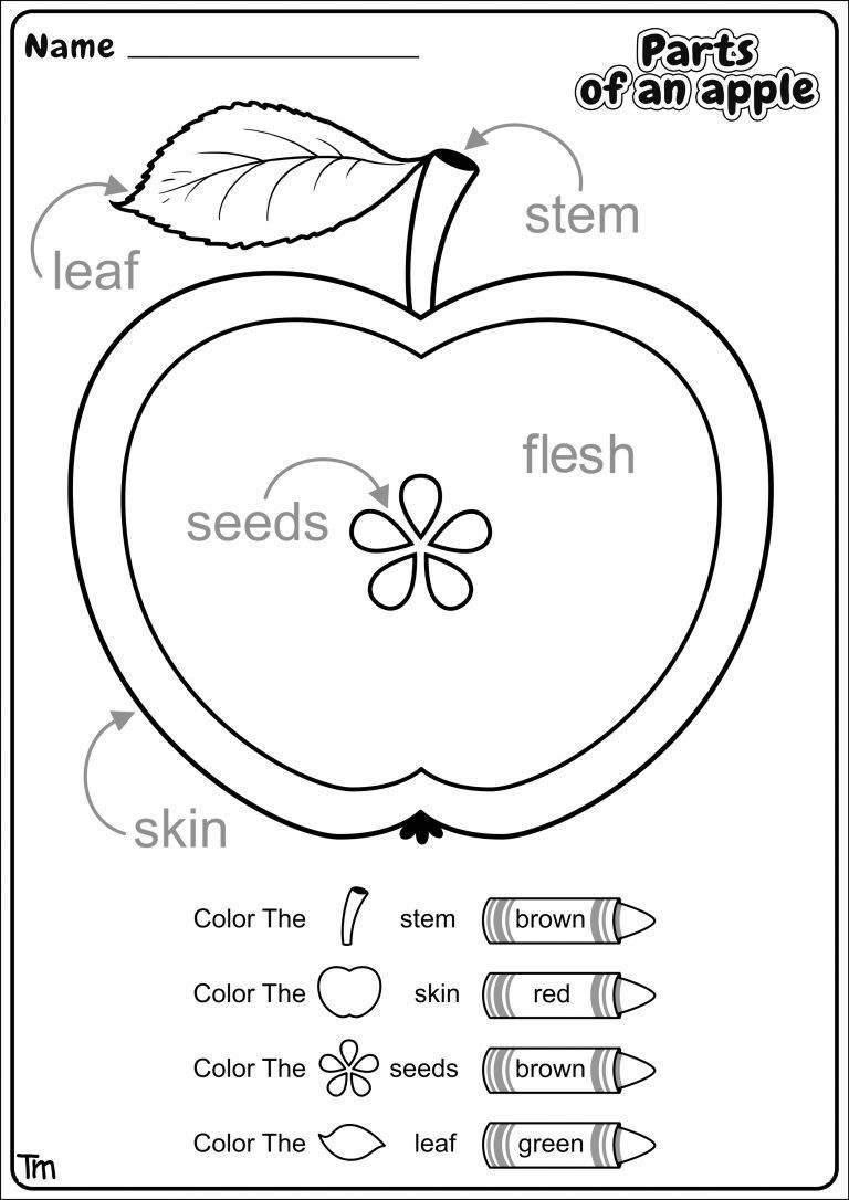 Apple Worksheets For Kindergarten - Kindergarten Worksheets