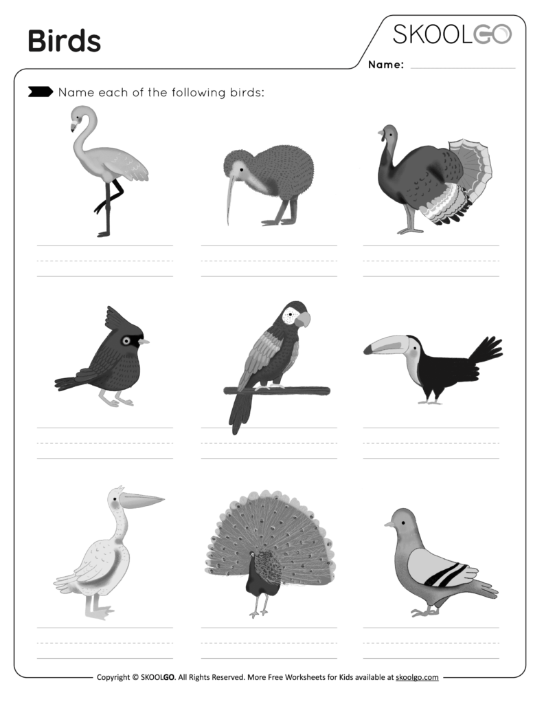 Birds Worksheets For Kindergarten - Kindergarten Worksheets
