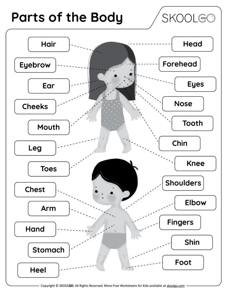 Body Parts Worksheets For Kindergarten - Kindergarten Worksheets Body Parts Worksheets For Kindergarten - Kindergarten Worksheets