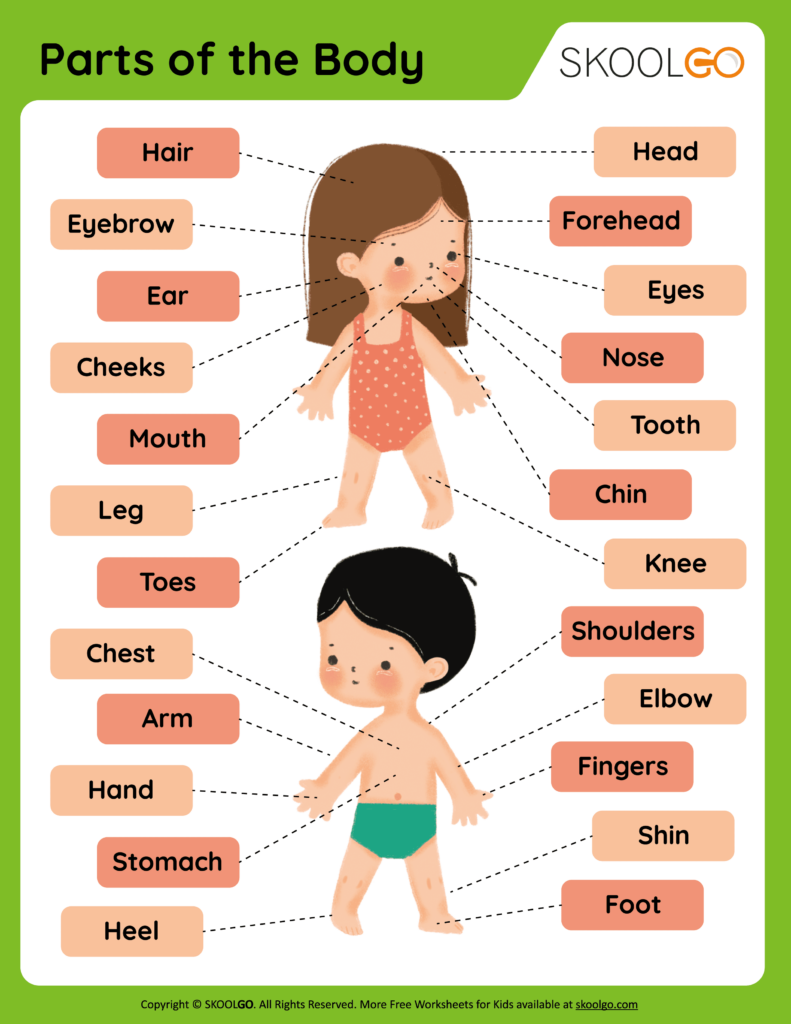 Parts Of The Body Kindergarten Worksheets - Kindergarten Worksheets